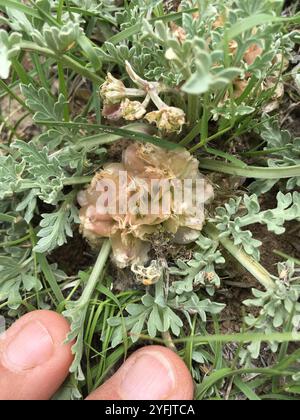 mountain springparsley (Vesper montanus Stock Photo - Alamy