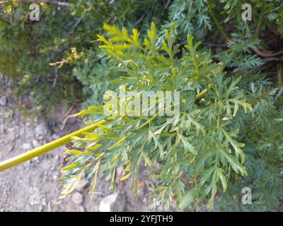 Carrotleaf Biscuitroot (Lomatium multifidum Stock Photo - Alamy