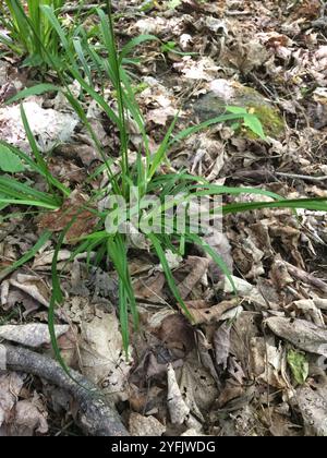 drooping woodland sedge (Carex arctata), Plantae, Mono, ON, CA Stock ...