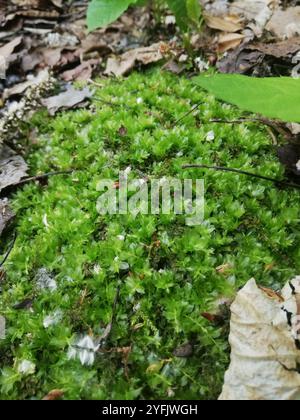 Thyme and Allied Mosses (Plagiomnium Stock Photo - Alamy