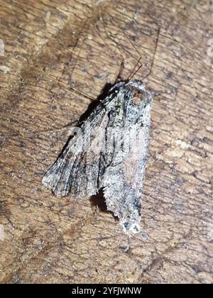 Forest Semilooper (Declana floccosa Stock Photo - Alamy