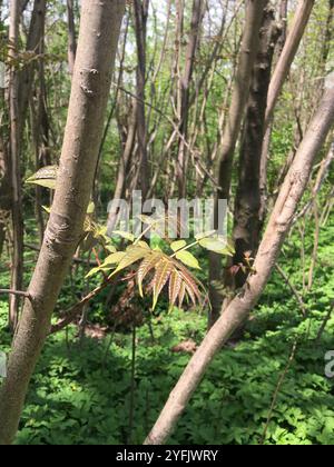 Tun tree (Toona sinensis Stock Photo - Alamy