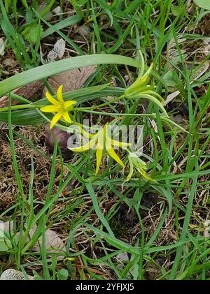 Least Gagea (Gagea minima Stock Photo - Alamy