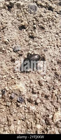 Common Sun Beetle (Amara aenea Stock Photo - Alamy