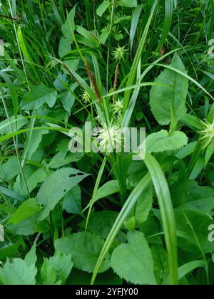 Gray's sedge (Carex grayi Stock Photo - Alamy