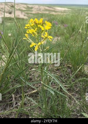 Prairie-rocket Wallflower (Erysimum asperum Stock Photo - Alamy
