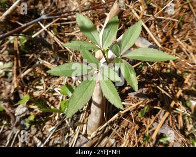 dwarf ginseng (Panax trifolius Stock Photo - Alamy