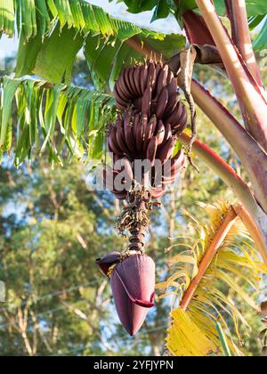 Red banana fruits (Musa acuminata) in the Indian village Stock Photo ...