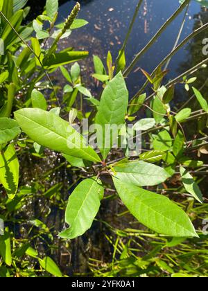 Nyssa ogeche Nyssa ogeche Stock Photo - Alamy