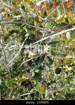 Thorn Pear (Scolopia zeyheri Stock Photo - Alamy