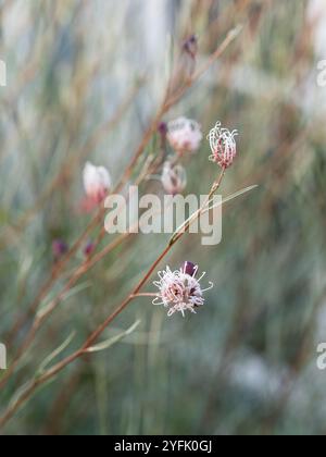 Spindly white native blooms Stock Photo - Alamy