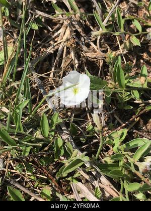 silky evolvulus (Evolvulus sericeus Stock Photo - Alamy