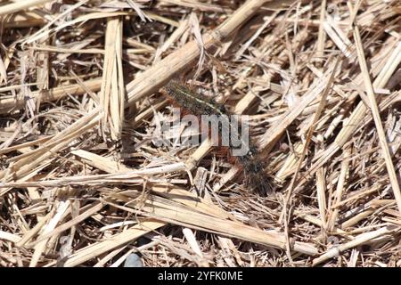 Nevada Tiger Moth (Apantesis nevadensis Stock Photo - Alamy