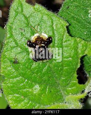Clavate Tortoise Beetle, Helocassis clavata Stock Photo - Alamy
