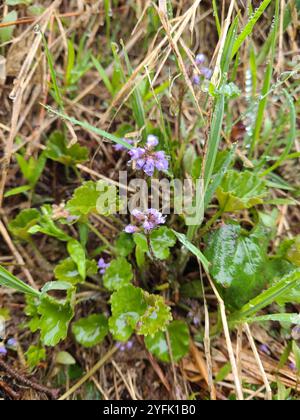 snow queen (Veronica regina-nivalis Stock Photo - Alamy