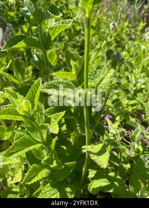 short-spiked hedge nettle (Stachys pycnantha Stock Photo - Alamy