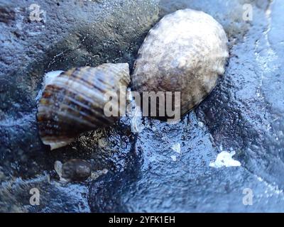 Channeled Dog Winkle (Nucella canaliculata Stock Photo - Alamy