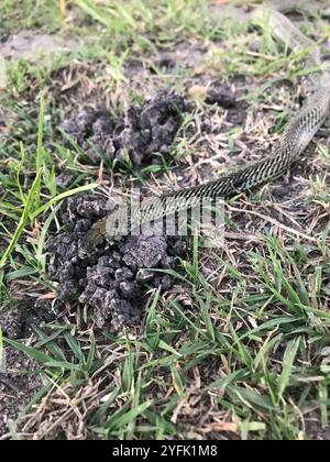 Patagonian Racer (Philodryas patagoniensis Stock Photo - Alamy