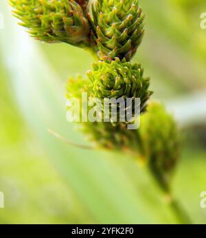 blunt broom sedge (Carex tribuloides Stock Photo - Alamy