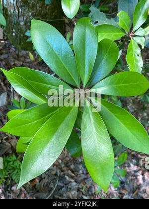 Florida Anise (Illicium floridanum Stock Photo - Alamy