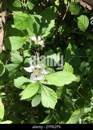Common Dewberry (Rubus flagellaris Stock Photo - Alamy