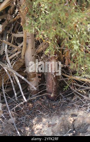 Tecate cypress (Hesperocyparis forbesii Stock Photo - Alamy