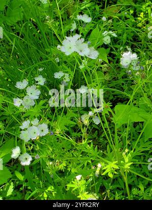 Miami Mist (Phacelia purshii Stock Photo - Alamy
