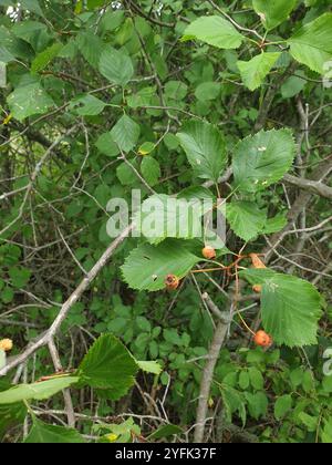Large-thorn hawthorn (Crataegus macracantha), Plantae, District de ...