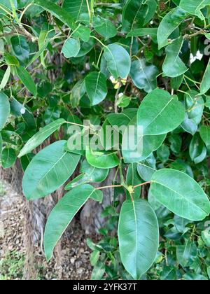 Shortleaf Fig (Ficus citrifolia Stock Photo - Alamy