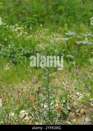 Santa Maria feverfew (Parthenium hysterophorus) Plantae Stock Photo - Alamy