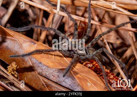 funnel web wolf spiders (Sosippus Stock Photo - Alamy