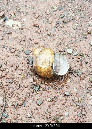 Chinese Mystery Snail (Cipangopaludina chinensis Stock Photo - Alamy