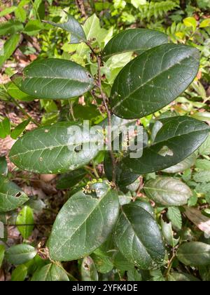 Swamp Dog-laurel (Leucothoe axillaris) Plantae Stock Photo - Alamy