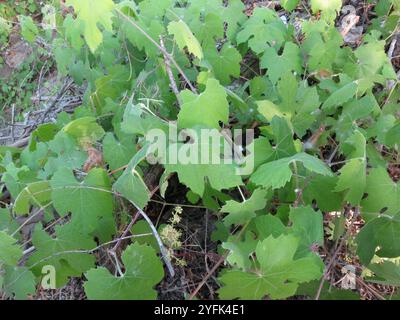 desert wild grape (Vitis girdiana), Plantae, Anza-Borrego Desert State ...