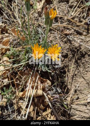 spearleaf agoseris (Agoseris retrorsa Stock Photo - Alamy