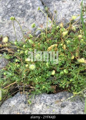 Common Cotula (Cotula australis Stock Photo - Alamy