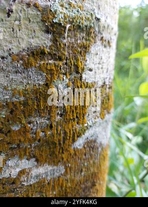 Orange Terrestrial Algae (Trentepohliales Stock Photo - Alamy