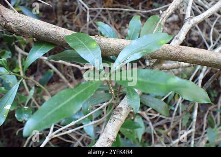 Knysna Boxwood (Gonioma kamassi Stock Photo - Alamy