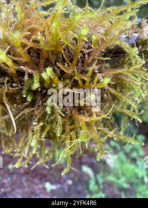 Pendulous Wing-moss (Antitrichia curtipendula) Plantae Stock Photo - Alamy