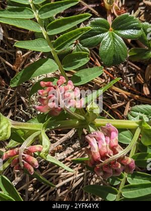 giant vetch (Vicia gigantea Stock Photo - Alamy