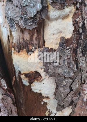 serried porecrust (Fomitopsis serialis Stock Photo - Alamy