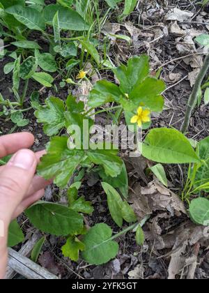 Appalachian barren-strawberry (Waldsteinia fragarioides Stock Photo - Alamy