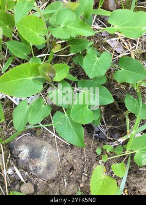 purple meadow-parsnip (Thaspium trifoliatum trifoliatum Stock Photo - Alamy