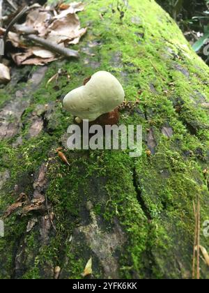 hemlock varnish shelf (Ganoderma tsugae) Fungi Stock Photo - Alamy