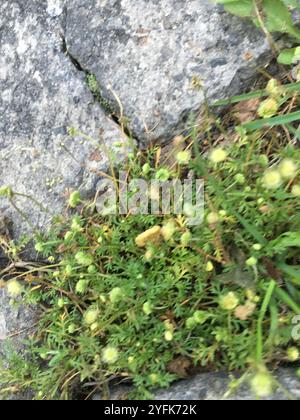 Common Cotula (Cotula australis Stock Photo - Alamy
