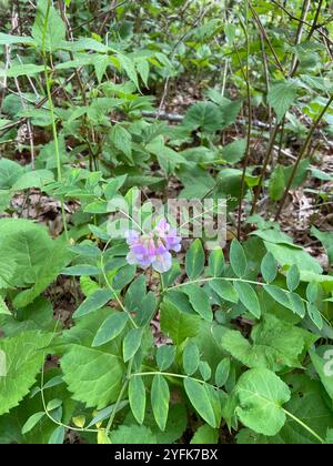 veiny pea (Lathyrus venosus Stock Photo - Alamy