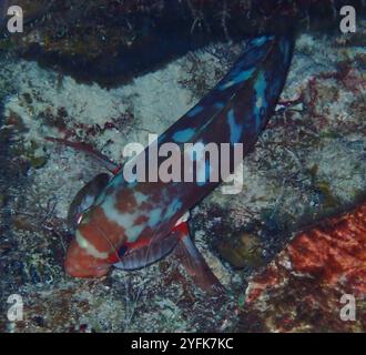 Atlantic Creolefish (Paranthias furcifer Stock Photo - Alamy