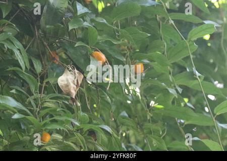 birdwing butterfly vine (Aristolochia praevenosa Stock Photo - Alamy