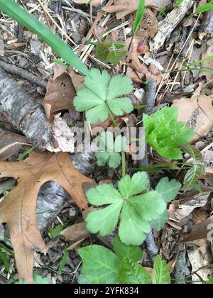 Black Snakeroot (Sanicula canadensis Stock Photo - Alamy