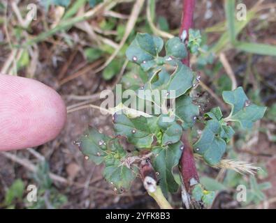 Sackflower (Holubia saccata Stock Photo - Alamy
